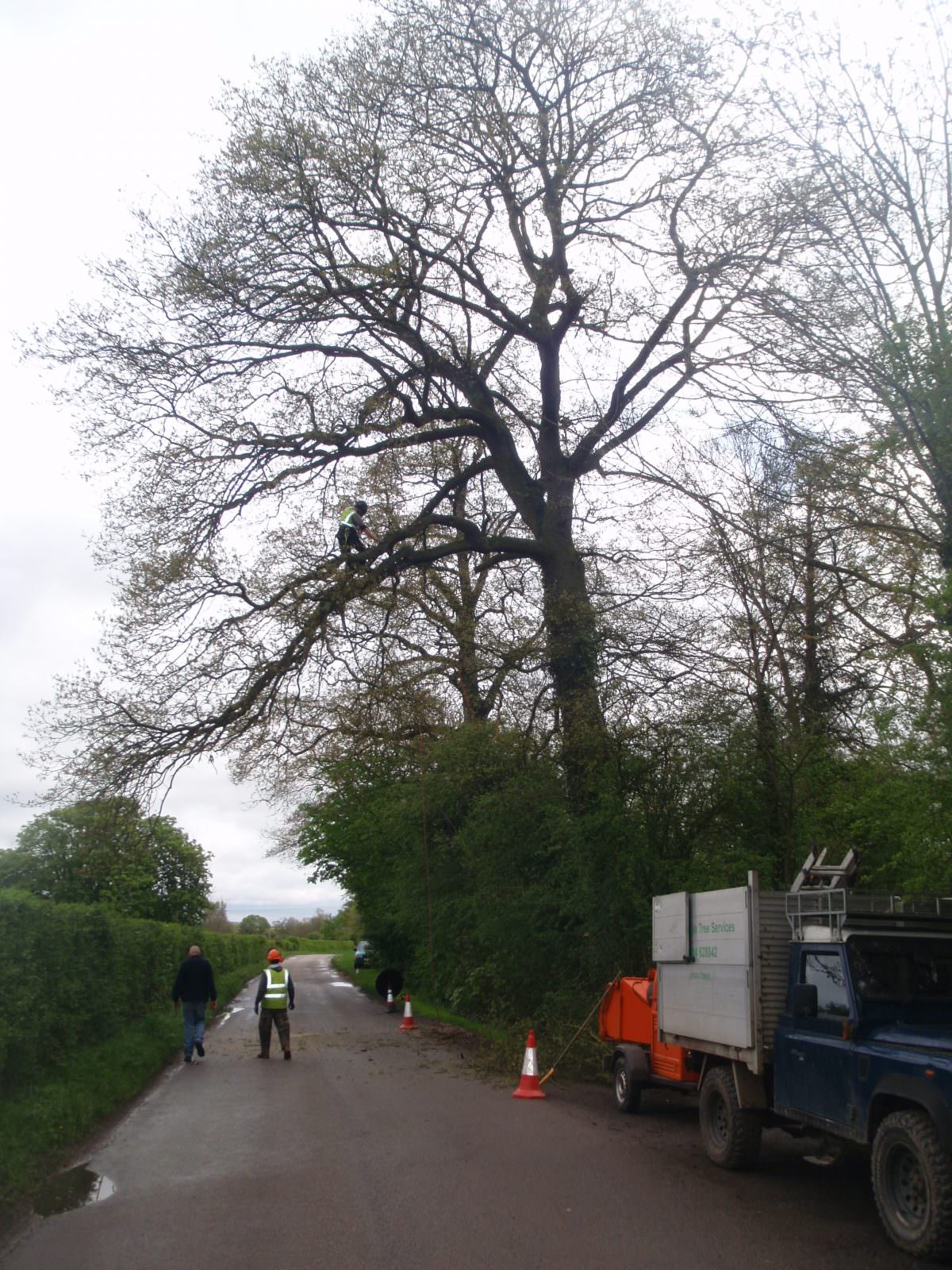 What Is Crown Lifting? | Crown Lift Service, Northampton