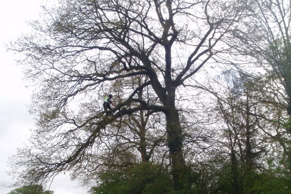 What Is The Crown On A Tree? | Crown Services, Northampton