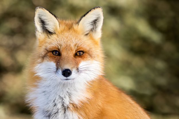 Foxes In The Wild | How To Help Foxes In The Wild, Northampton